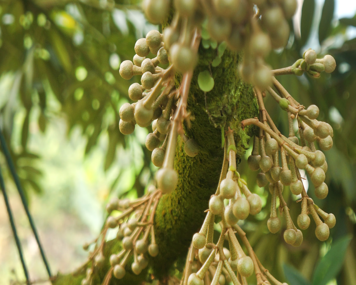 Durians: Focus on Tree Health and Recovery to Secure Next Flowering Season | Agrobridge